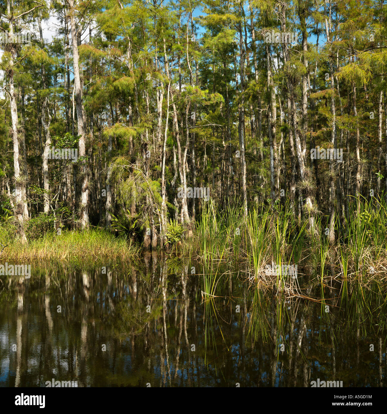 Wetland in Florida Everglades Stock Photo - Alamy