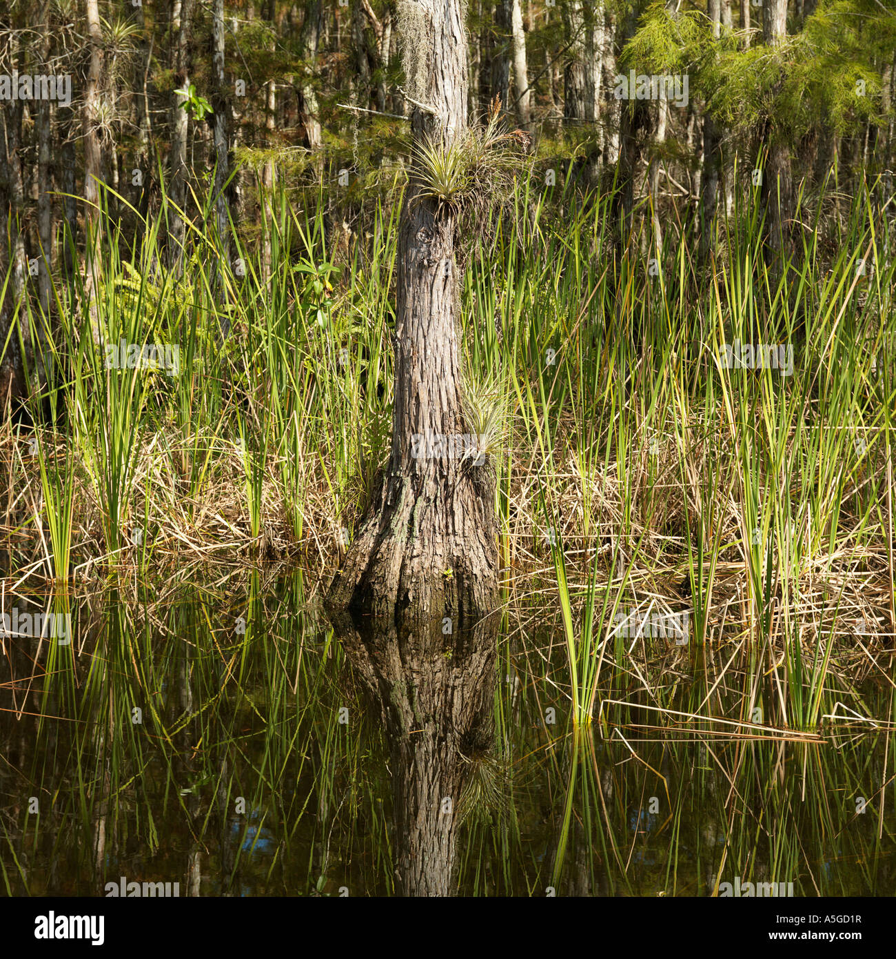 Wetland in Florida Everglades Stock Photo - Alamy