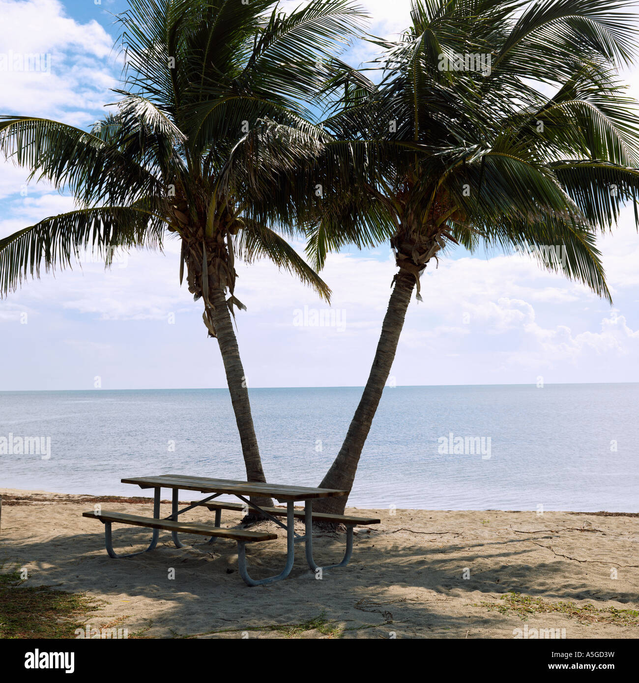Picnic table by pair of palm trees on beach in Florida Keys Florida USA ...