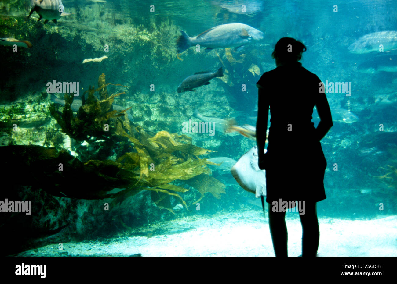Child watching fish inside the Aquarium La Rochelle Bassin des Grands ...