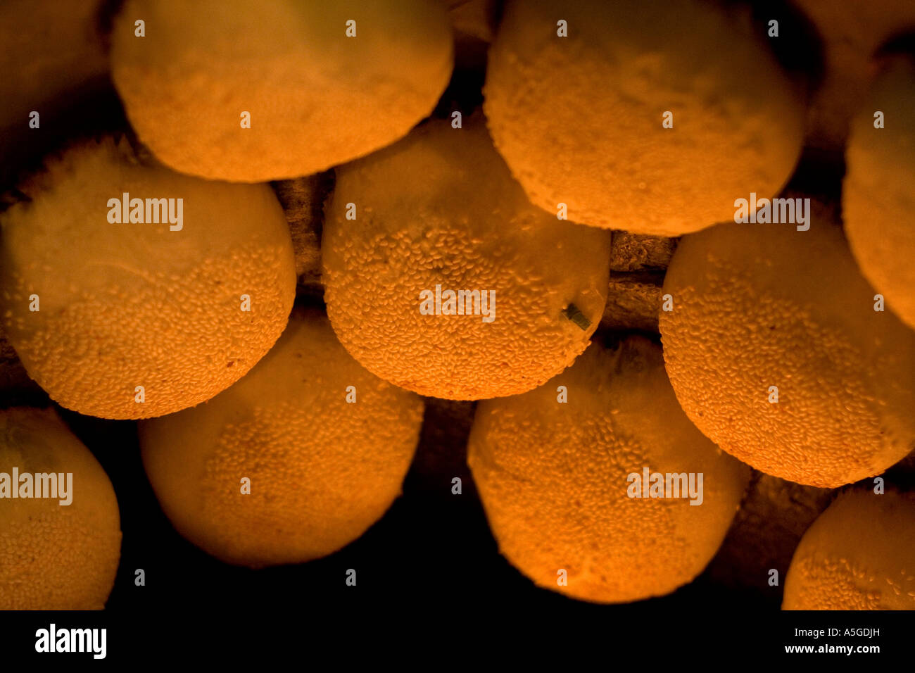 Black Pepper Buns Baking on Sides of Oven Raohe Night Market Taipei ...