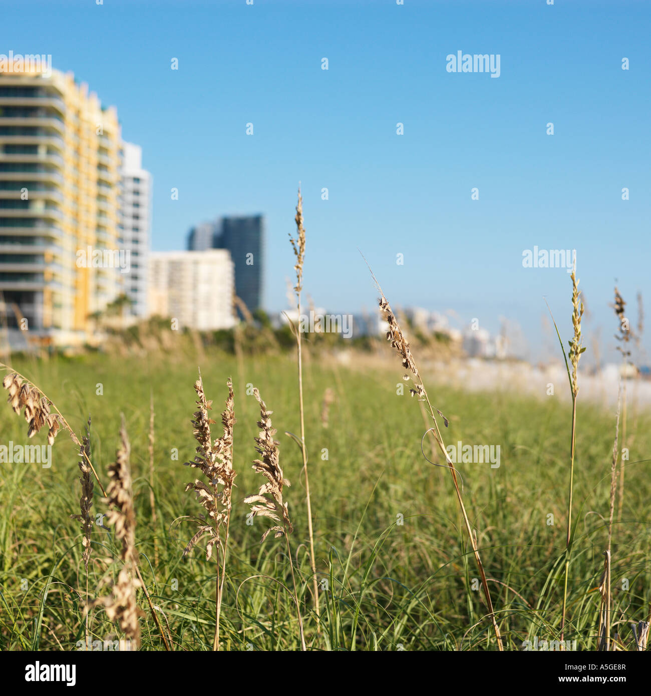 Beach grass and beachfront buildings in Miami Florida USA Stock Photo ...