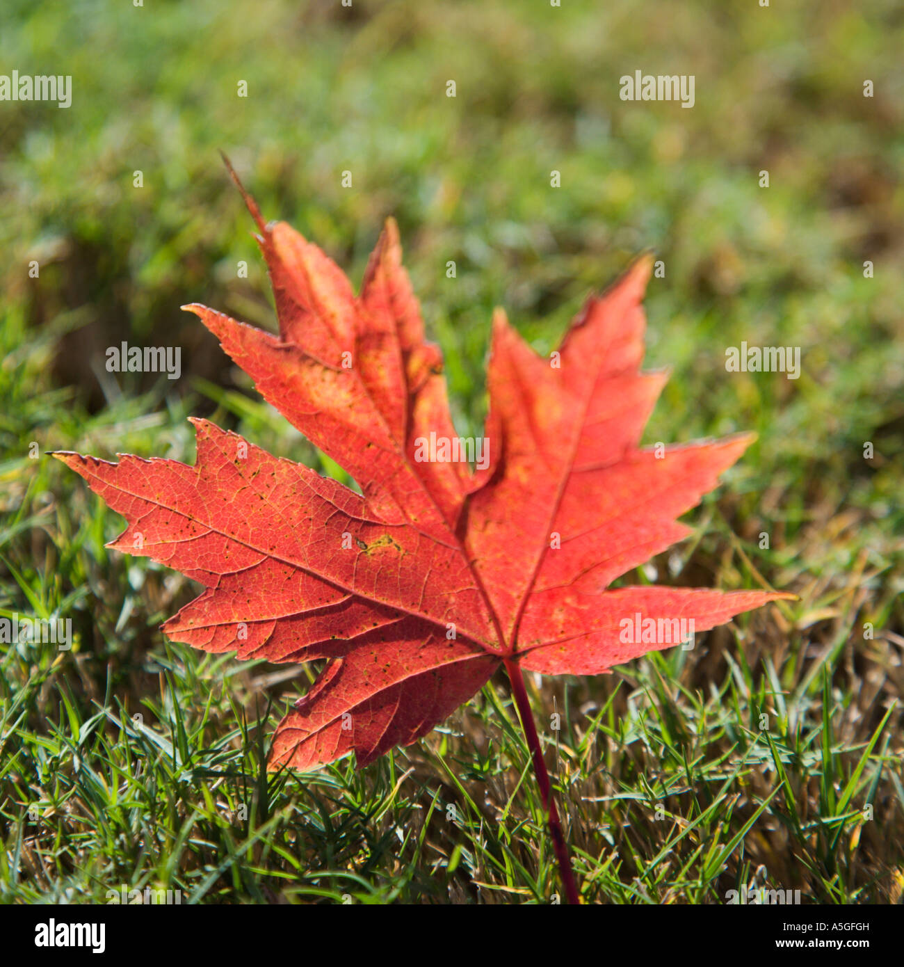 Single red autumn maple leaf laying in grass Stock Photo - Alamy