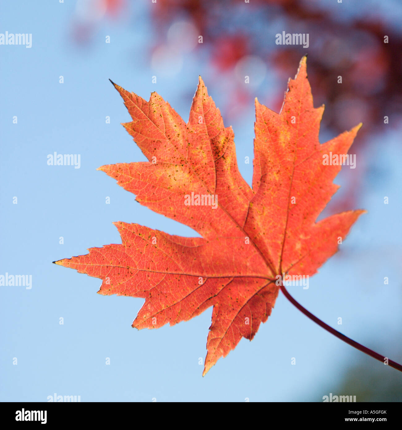 Single red autumn maple leaf with blue sky in background Stock Photo ...