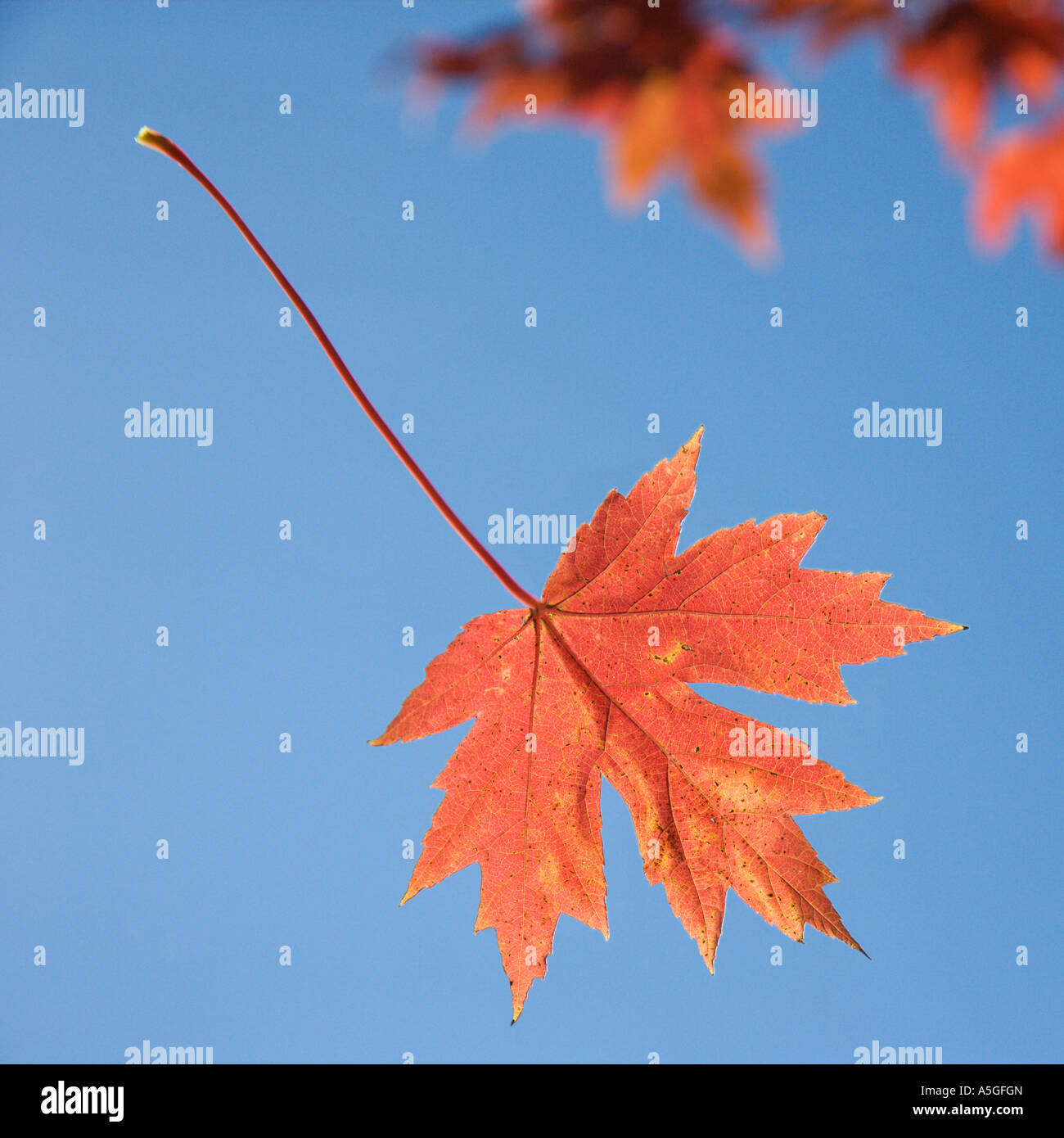 Single red autumn maple leaf with blue sky in background Stock Photo ...