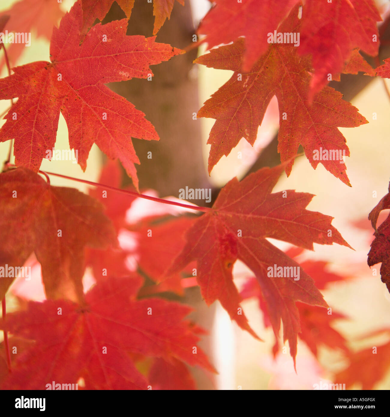Multiple red autumn maple leaves Stock Photo - Alamy