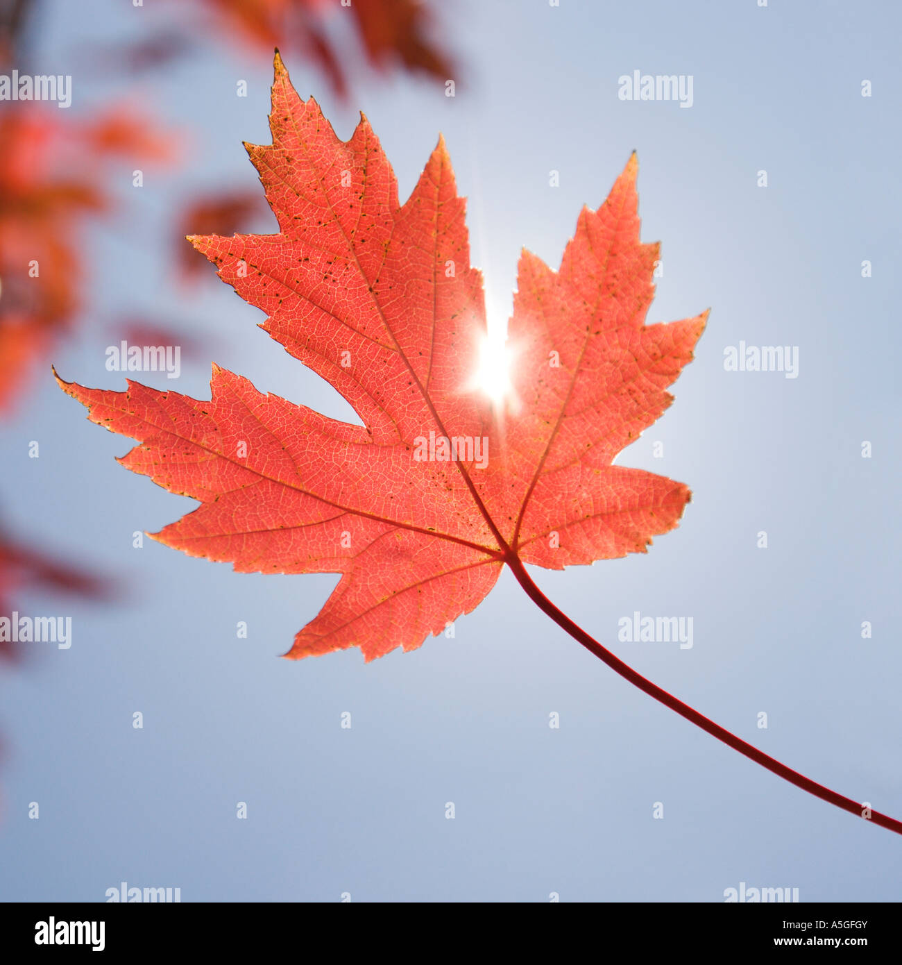 Single red autumn maple leaf with sun shinning through Stock Photo - Alamy