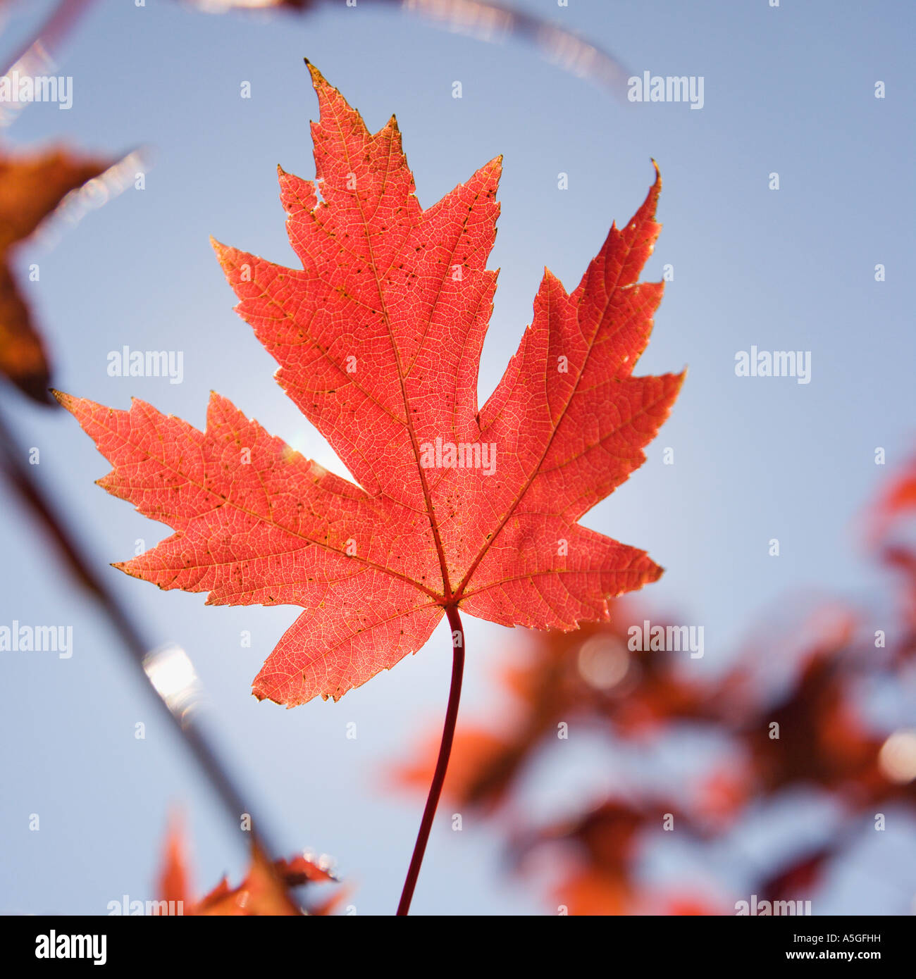 Single red autumn maple leaf with blue sky in background Stock Photo ...