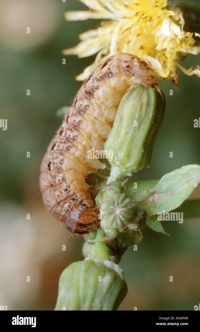 Yellow underwing moth caterpillars hi-res stock photography and images ...