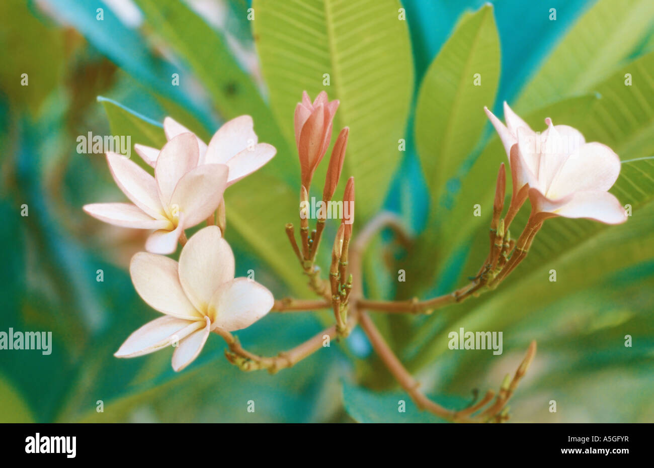 templetree, red plumeria (Plumeria rubra), blossoms Stock Photo - Alamy
