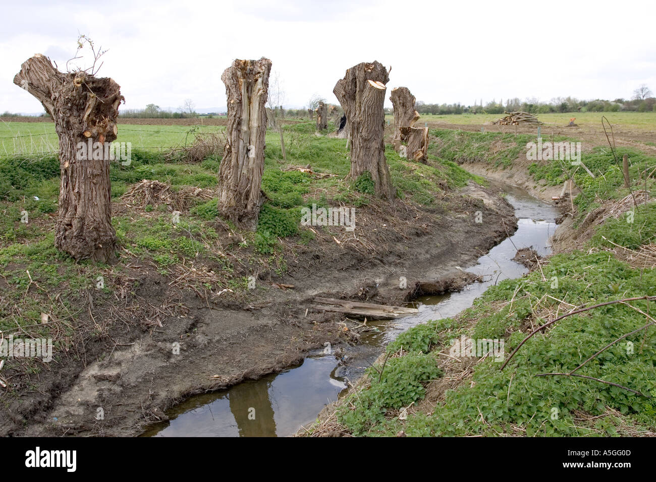 Willows farm hi-res stock photography and images - Alamy