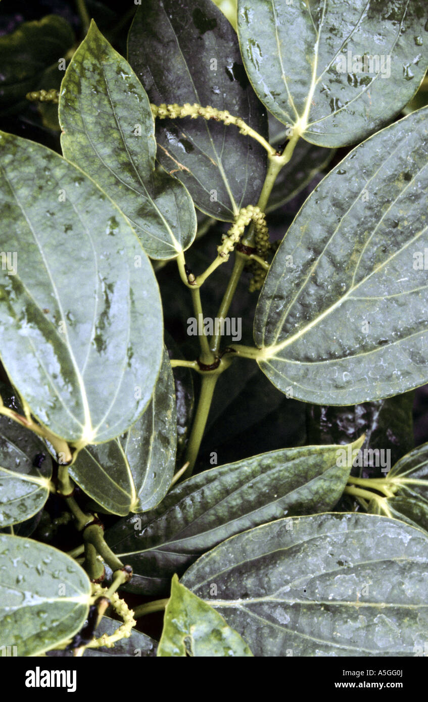 Piper nigrum pepper family piperaceae hi-res stock photography and ...