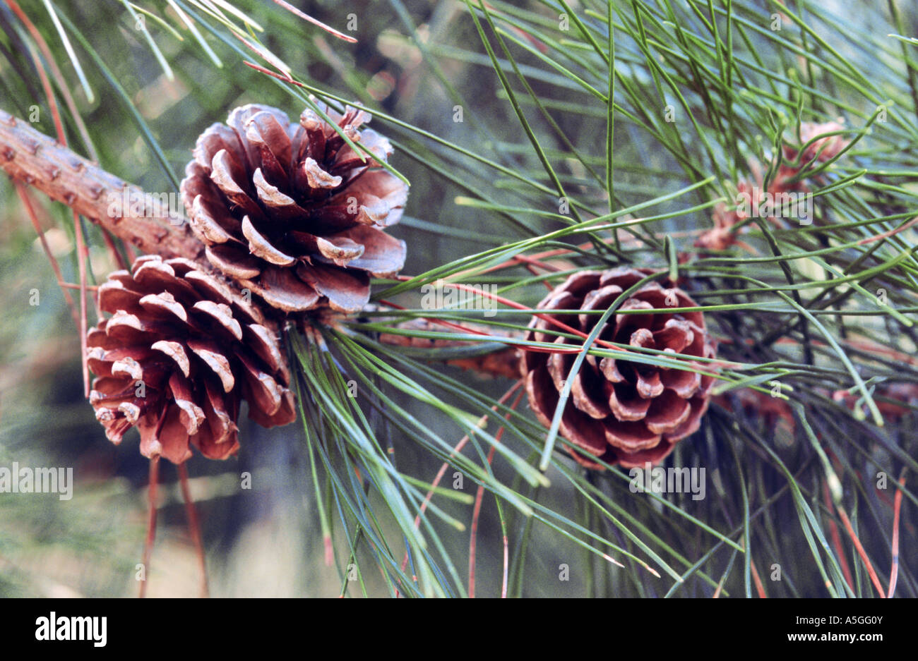 Chinese pine (Pinus tabuliformis), branch with cones Stock Photo - Alamy