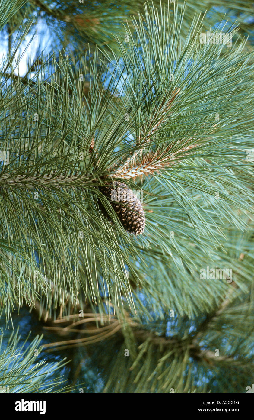 Jeffrey pine hi-res stock photography and images - Alamy