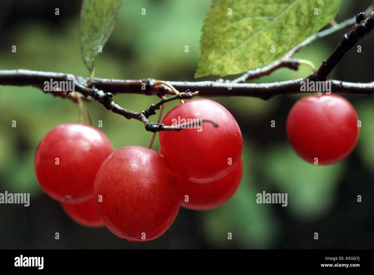 American plum, wild plum (Prunus americana), twig with mature fruits ...