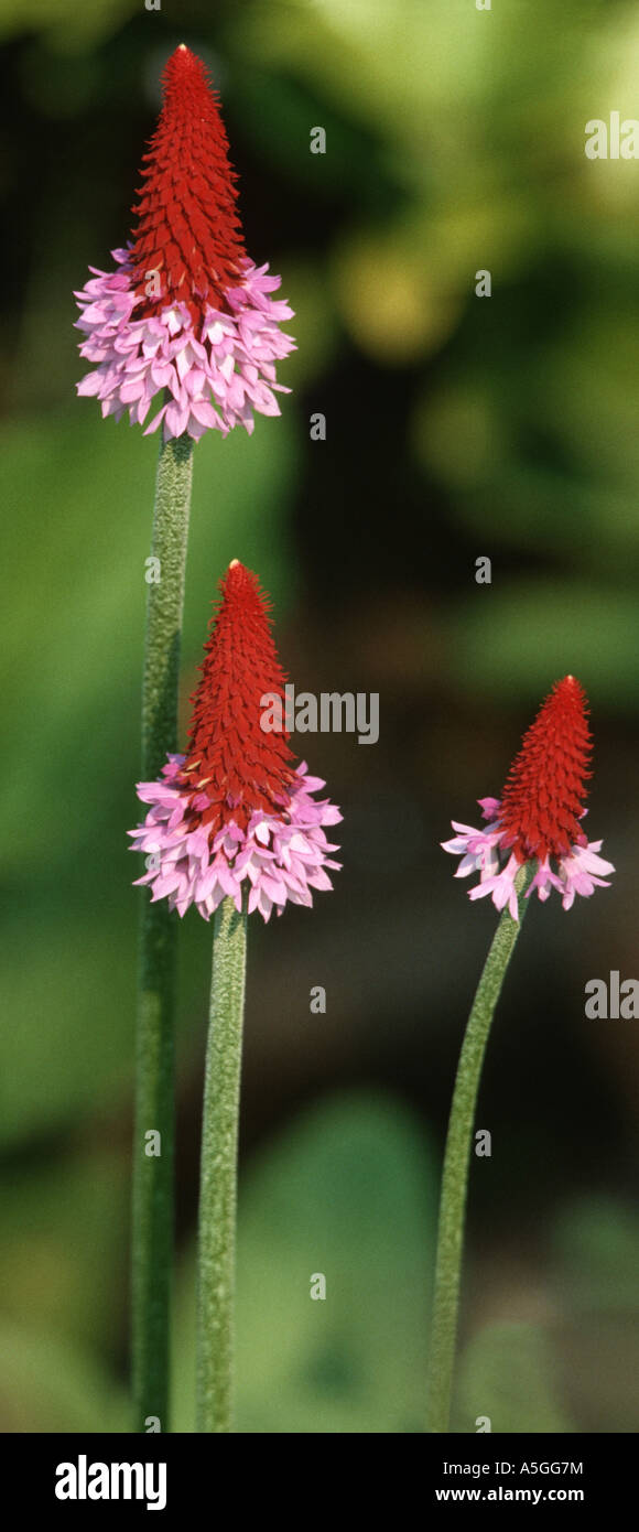 orchid primrose (Primula viallii Stock Photo - Alamy