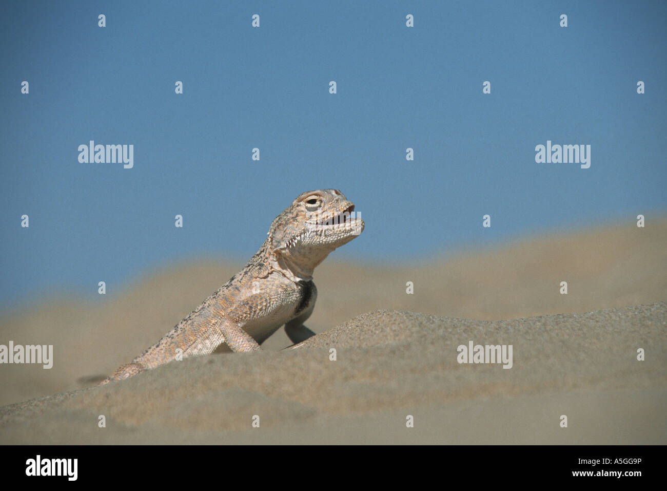 secret toadhead agama, toad headed agama (Phrynocephalus mystaceus ...