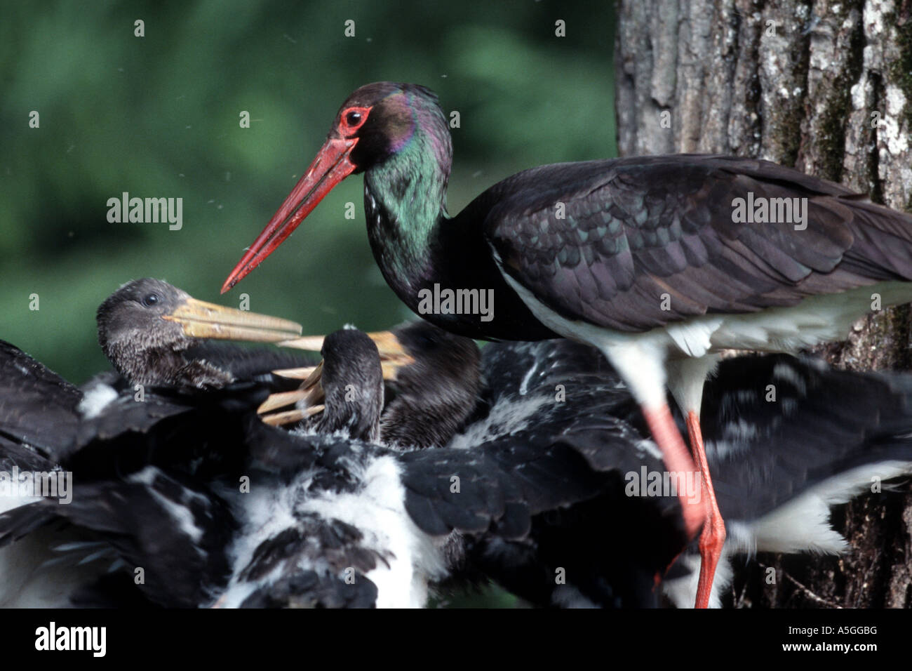 black stork (Ciconia nigra), Black stork at the nest with young birds ...
