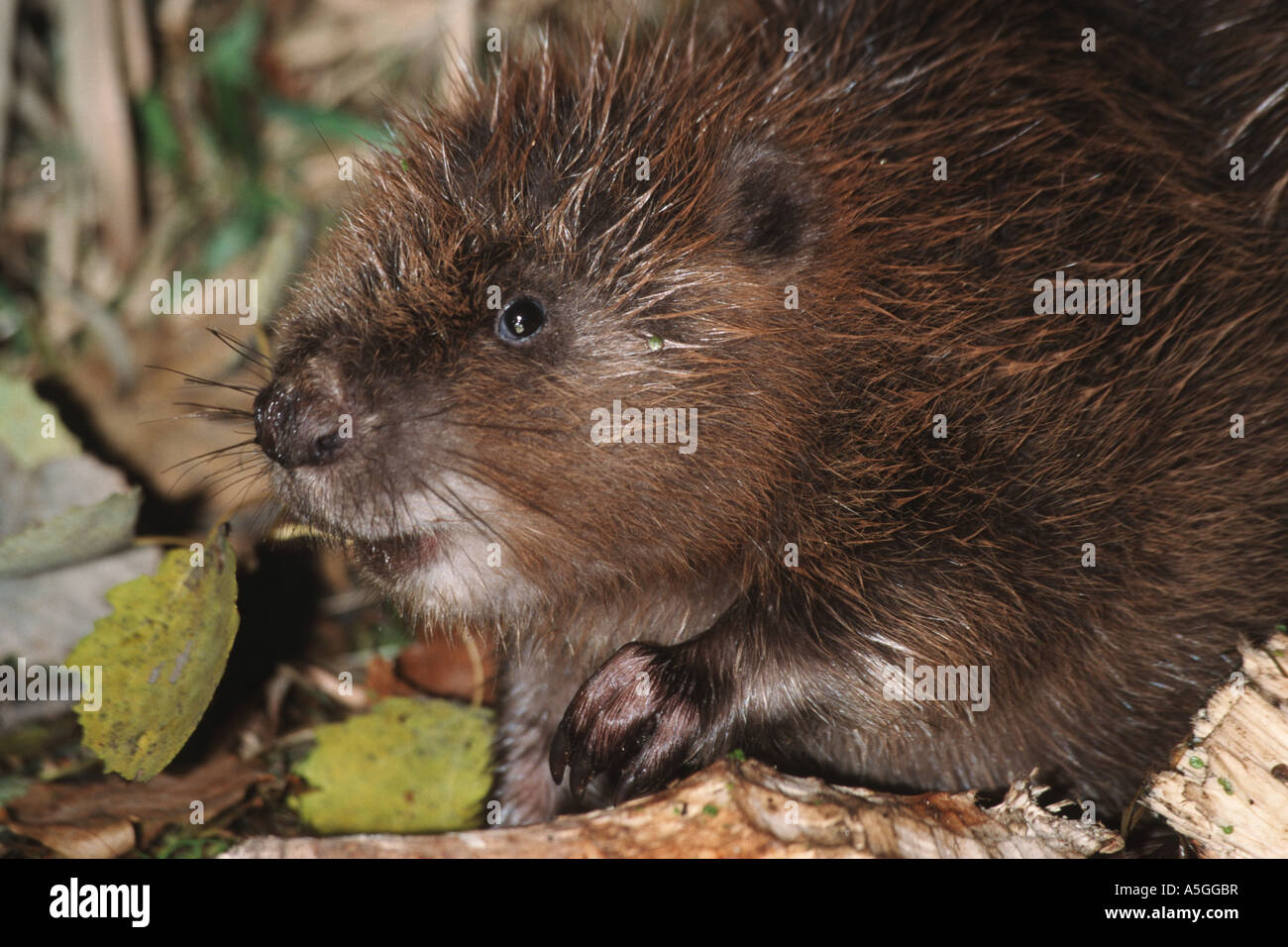 Castor Fiber Albicus High Resolution Stock Photography and Images - Alamy
