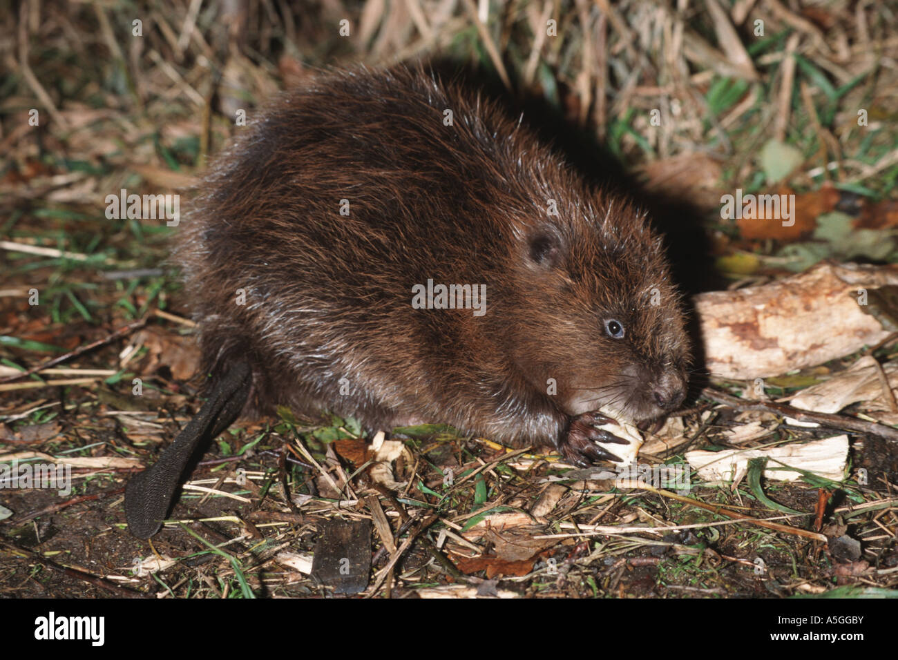 Beaver pup tail hi-res stock photography and images - Alamy