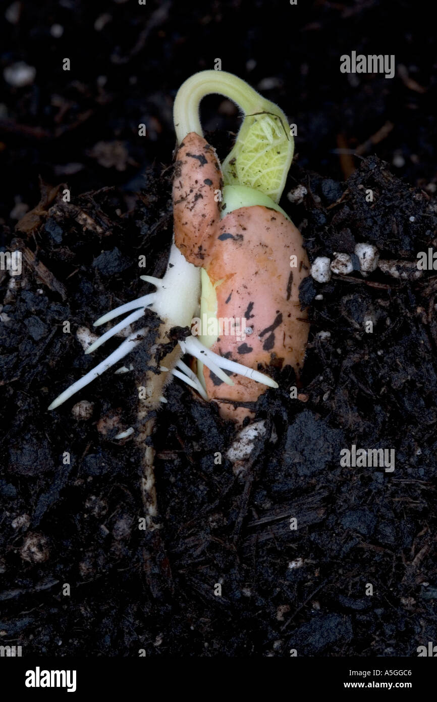 Germinating runner bean seed phaseolus hi-res stock photography and ...