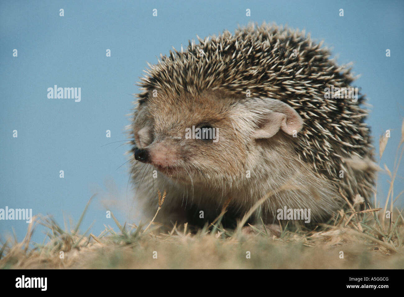 Long-eared hedgehog, Long eared hedgehog (Hemiechinus hypomelas), in ...