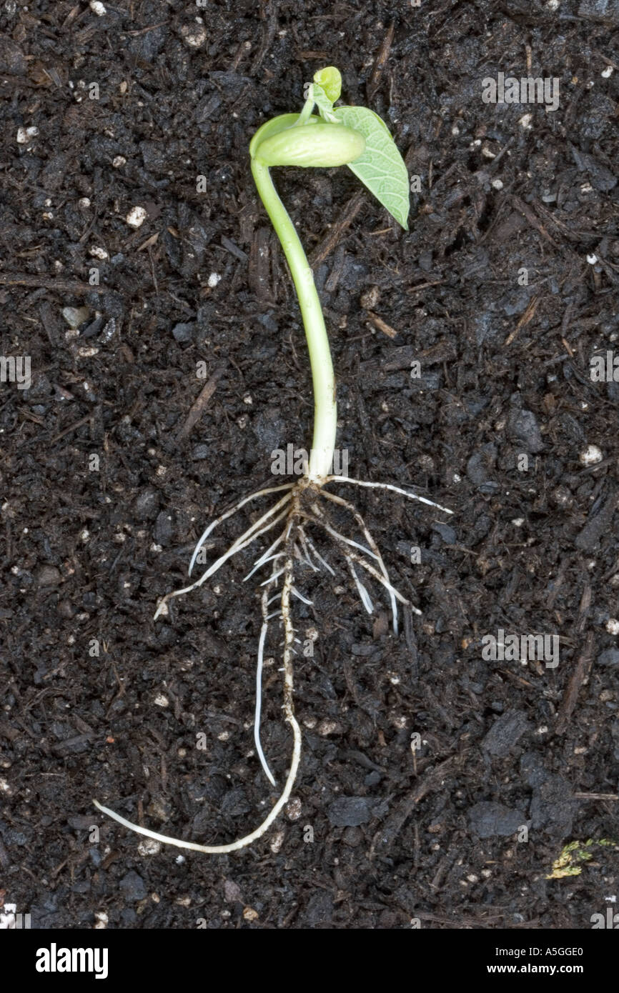 Germinating runner bean seed Phaseolus vulgaris first leaves emerging ...