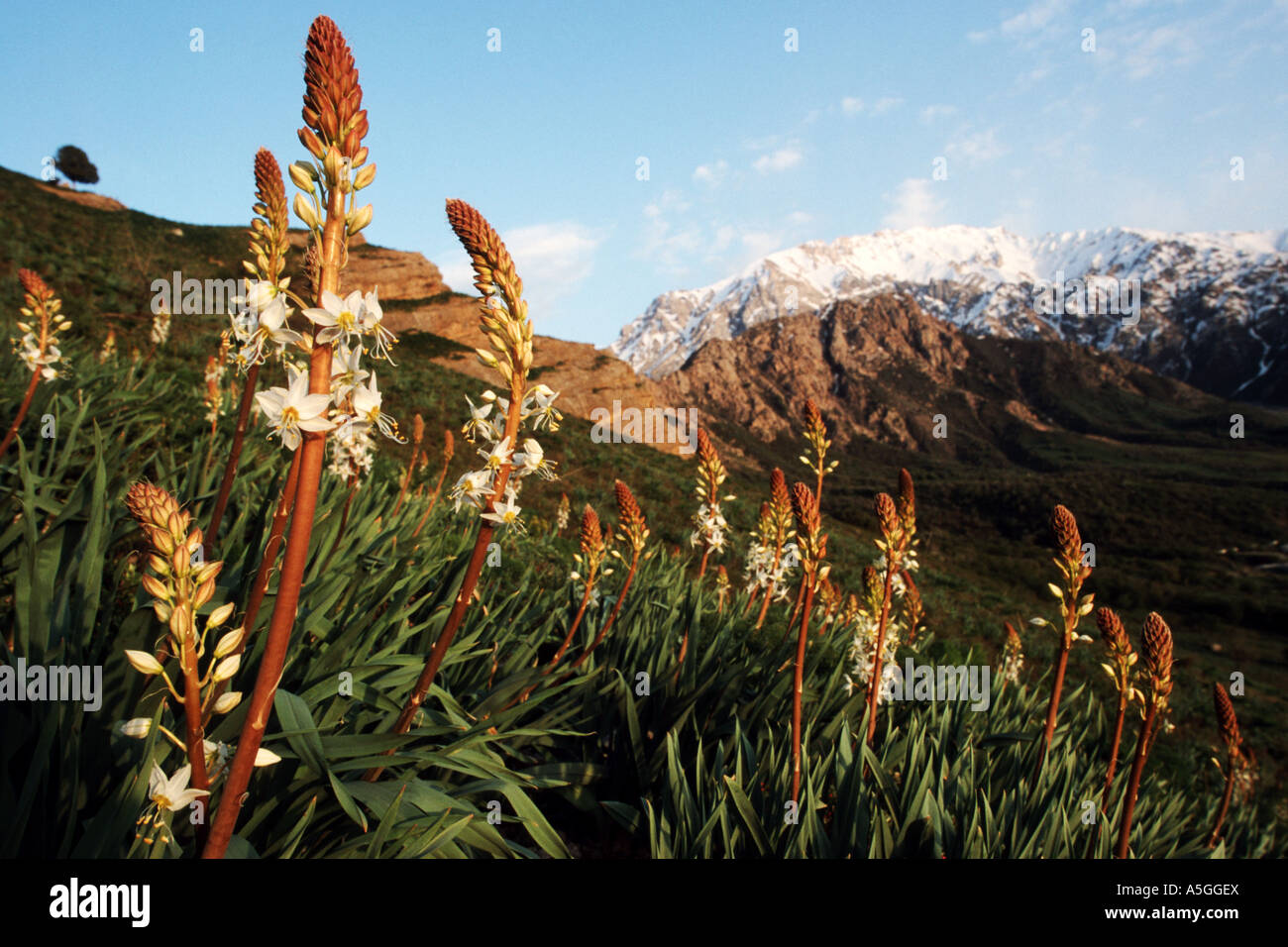 Foxtail lily desert candle eremurus hi-res stock photography and images ...