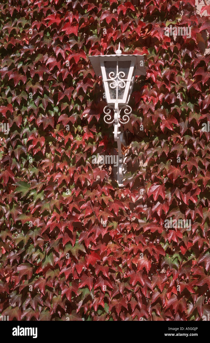 Boston ivy, Japanese creeper (Parthenocissus tricuspidata), with latern ...