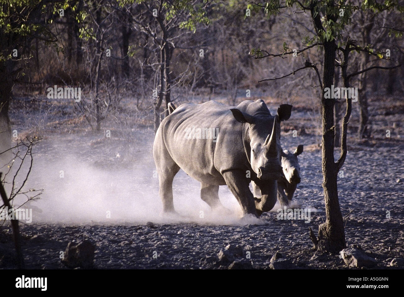 Black rhinoceros running hi-res stock photography and images - Alamy