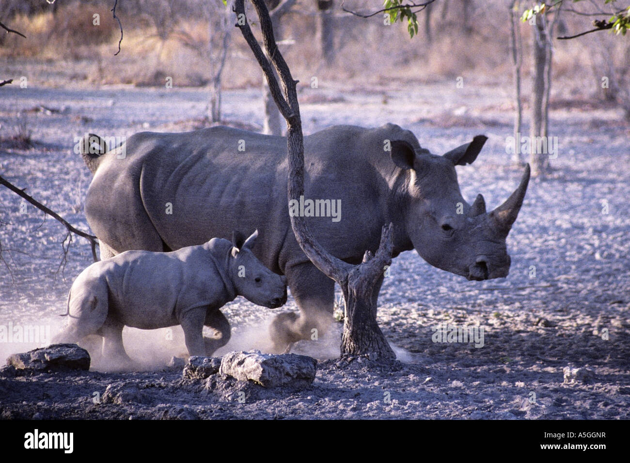 Black rhinoceros running hi-res stock photography and images - Alamy