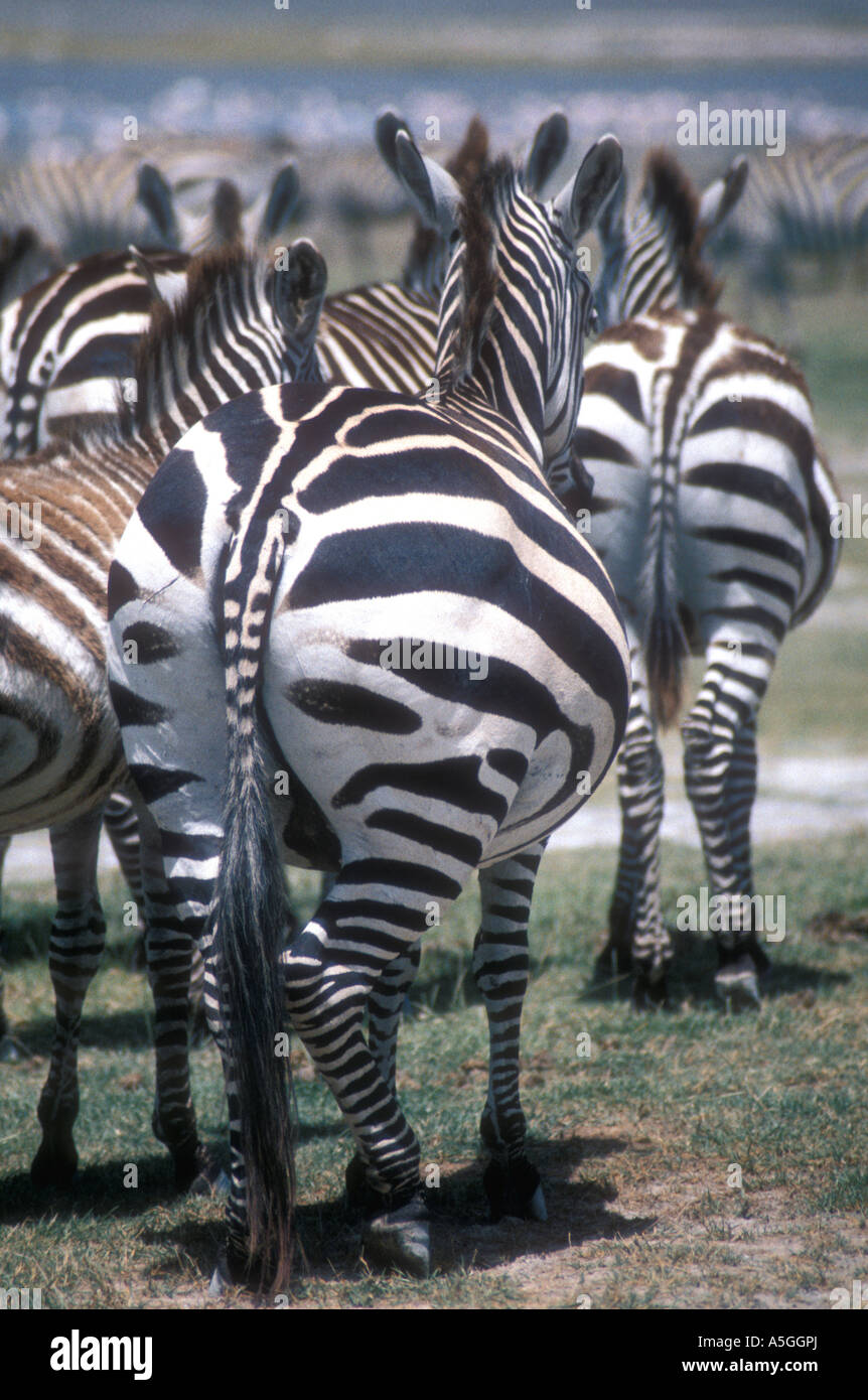 Rear view of Common Zebra Ngorongoro Crater Tanzania East Africa Stock ...