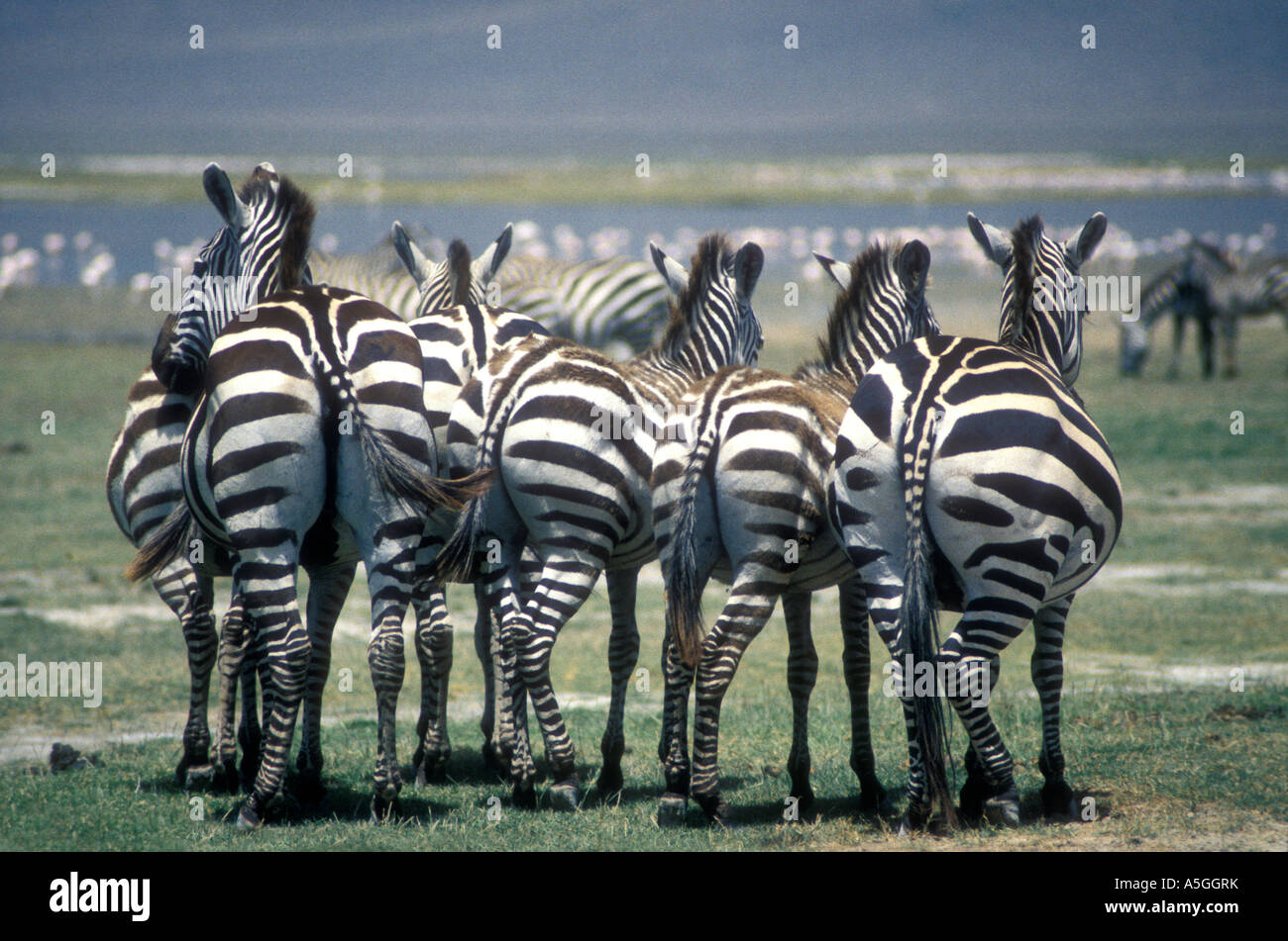 Rear view of group of Common Zebra clustered together in Ngorongoro ...