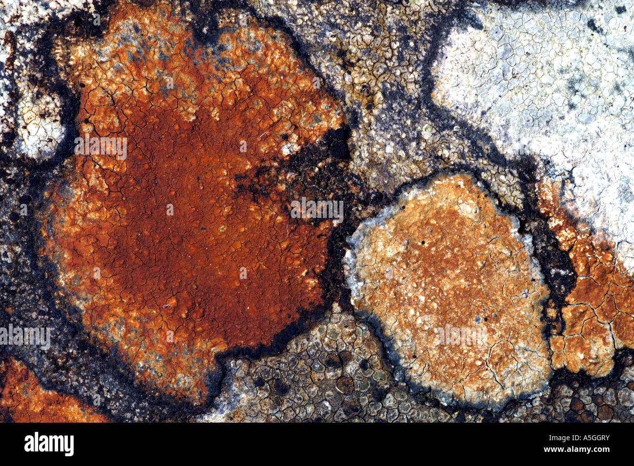 different lichens species on a rock, United Kingdom, Scotland ...