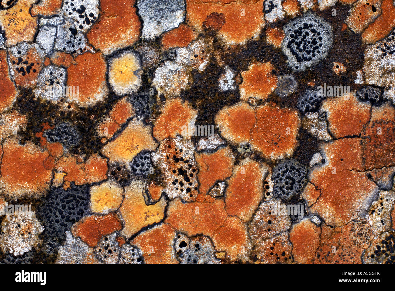 different lichens species on a rock, United Kingdom, Scotland ...