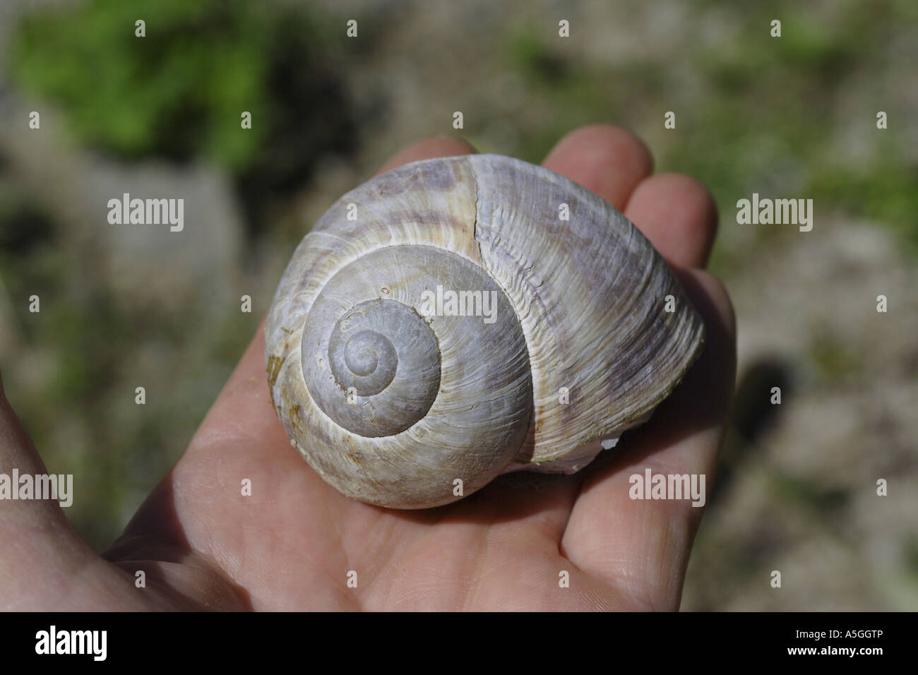 Turkish snail hi-res stock photography and images - Alamy