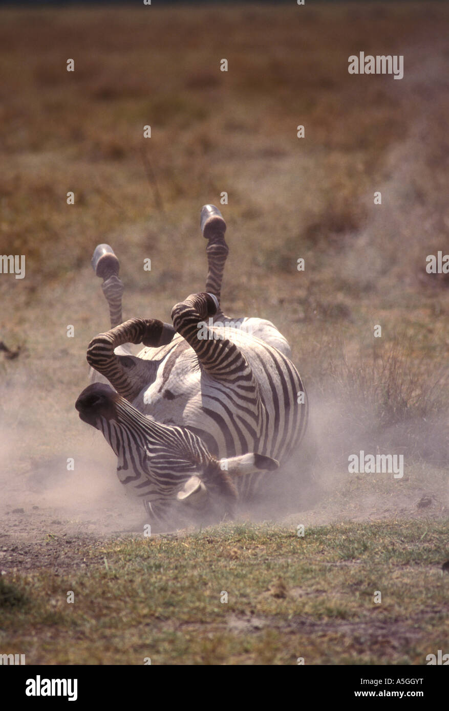 Common Zebra rolling in the dirt to try to get rid of ticks Ngorongoro ...