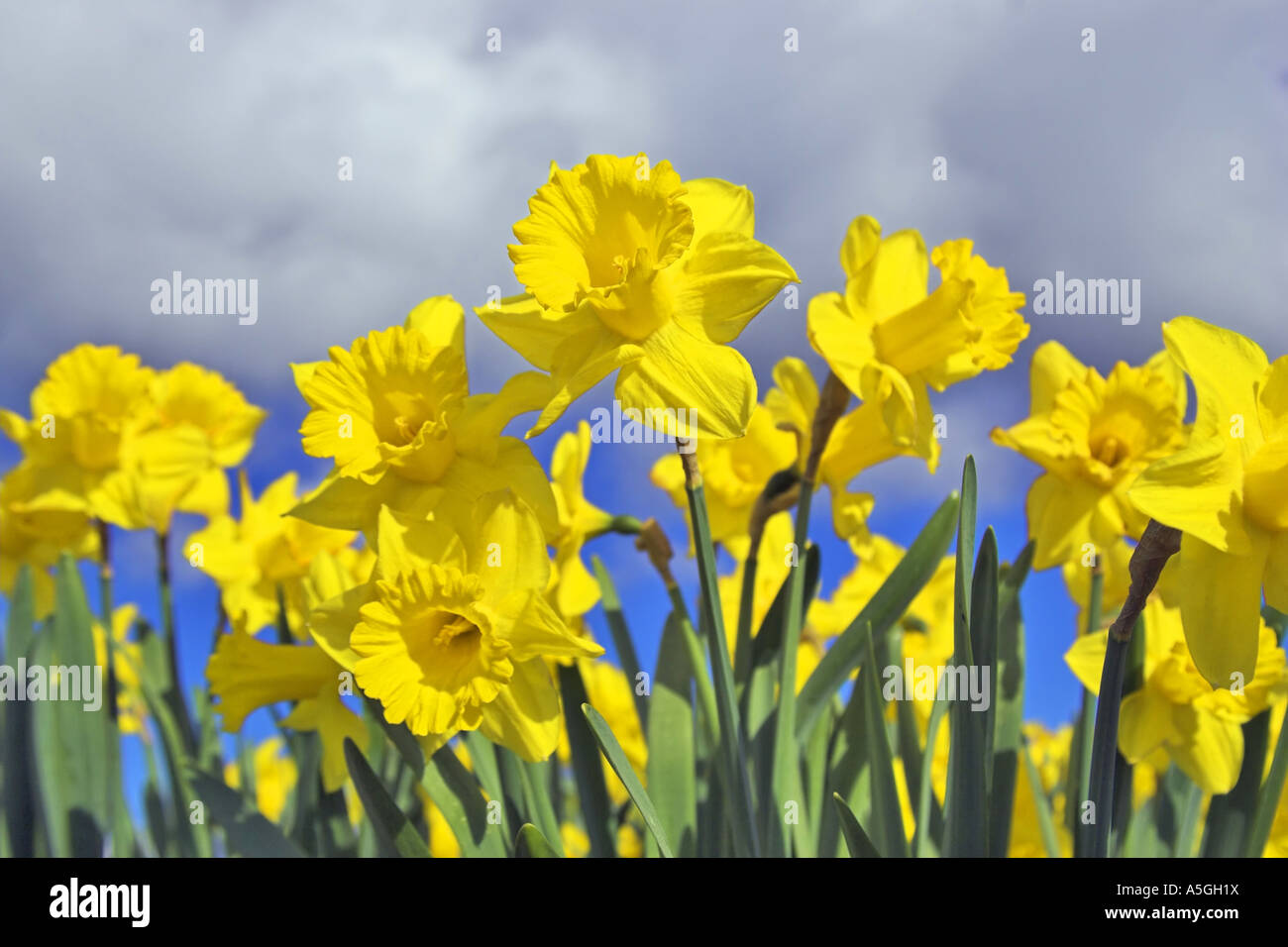 common daffodil (Narcissus pseudonarcissus), blossoms, Netherlands ...