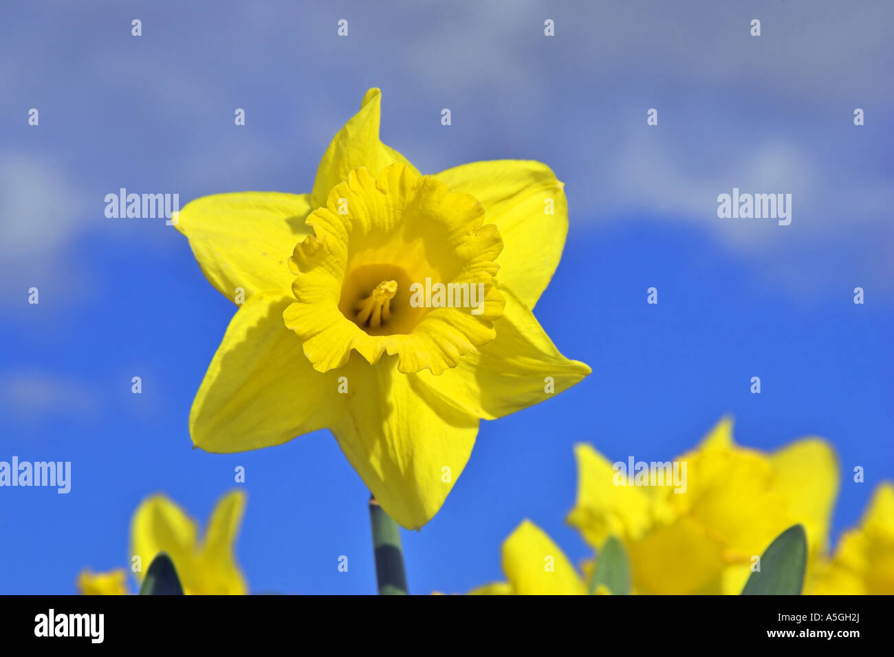 common daffodil (Narcissus pseudonarcissus), blossom, Netherlands Stock ...