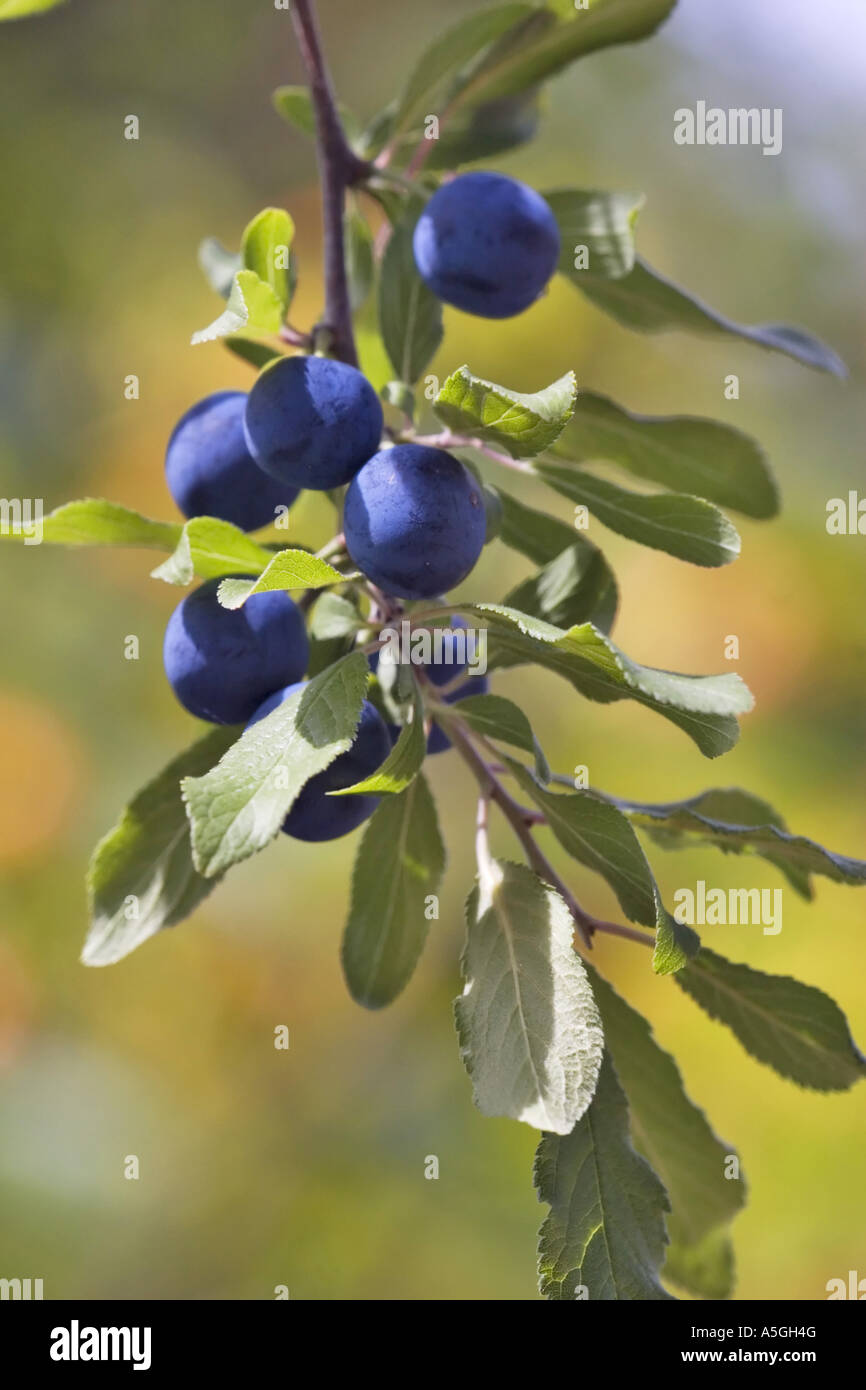 blackthorn (Prunus spinosa), twig with fruit, Italy, Suedtirol, Meran ...