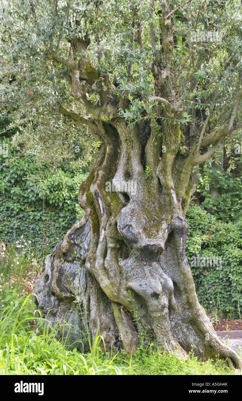 olive tree (Olea europaea), gnarled old single tree, Italy, Suedtirol ...