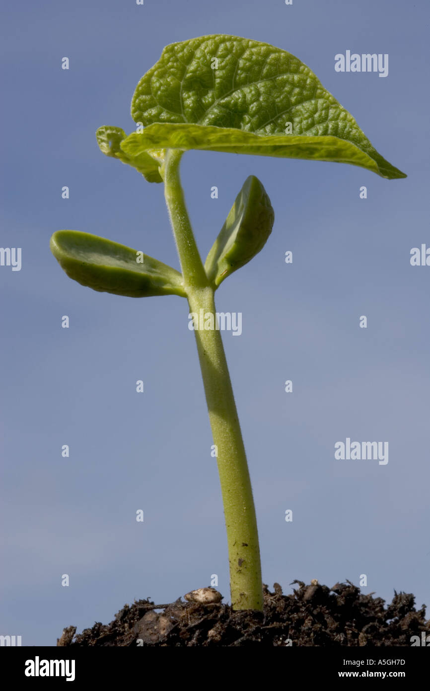 Germinating runner bean seed Phaseolus vulgaris showing first leaves ...