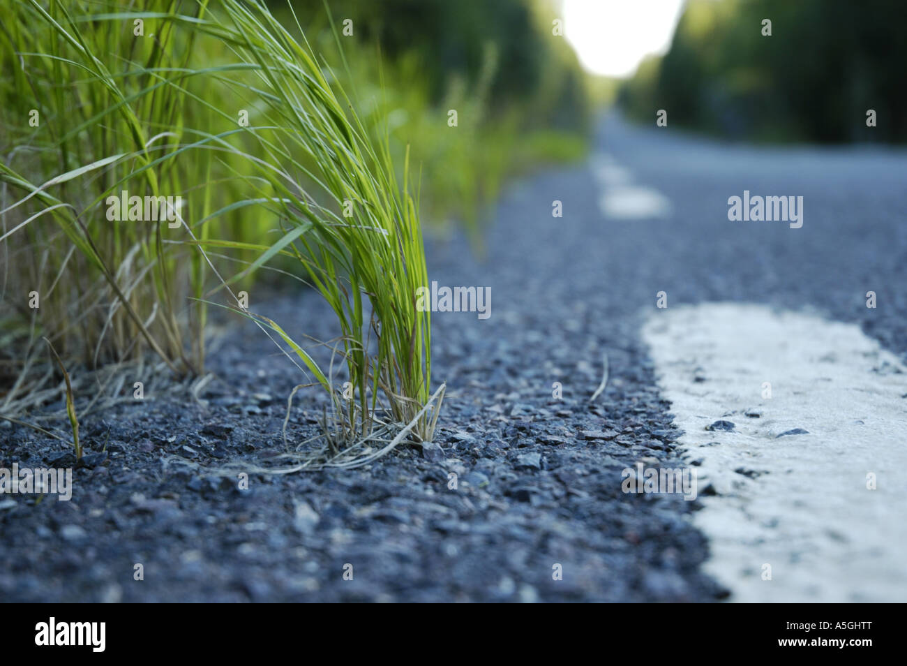 grass breaking through asphalt Stock Photo - Alamy