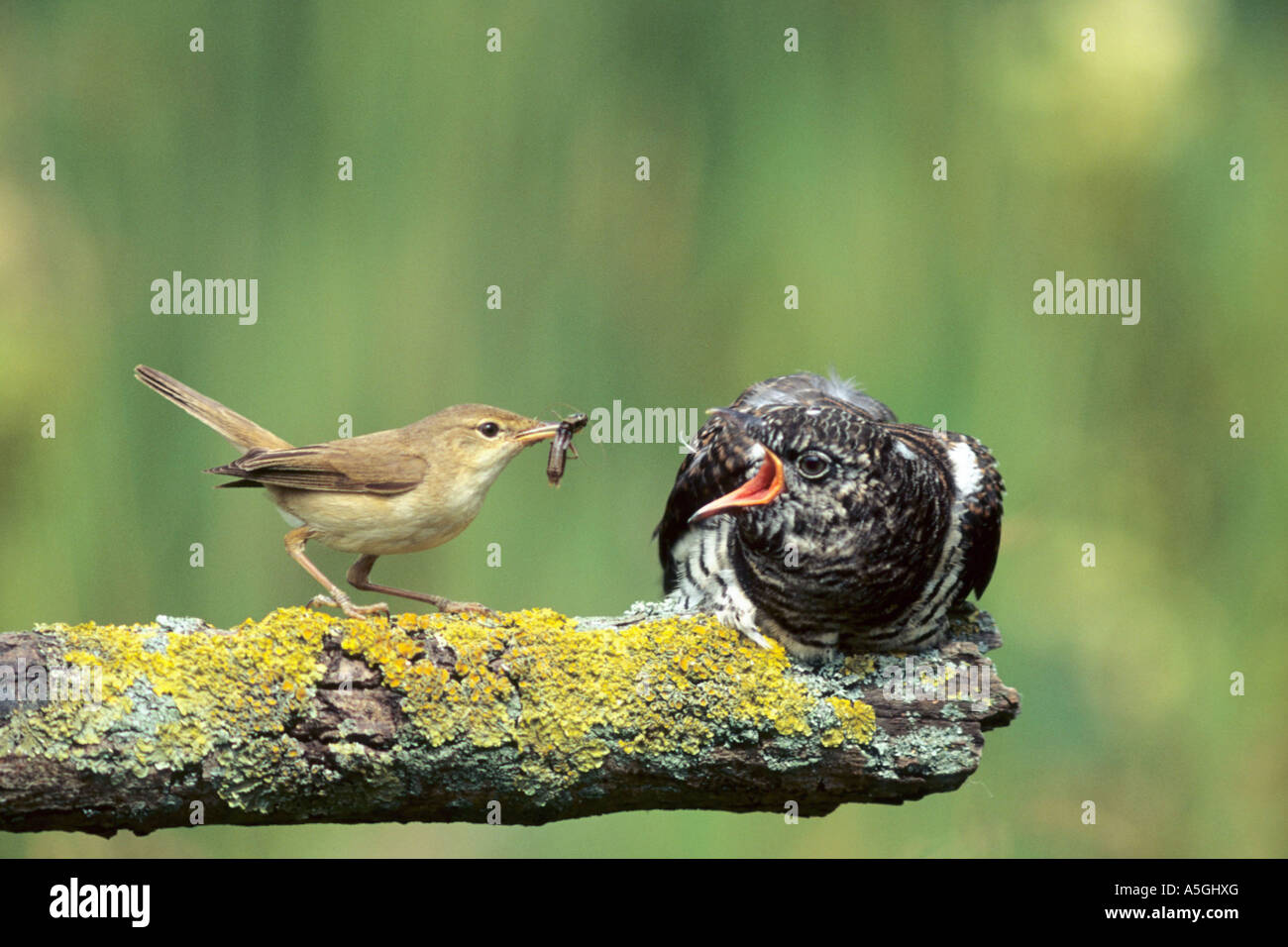 reed warbler (Acrocephalus scirpaceus), feeding young cuckoo, Germany ...