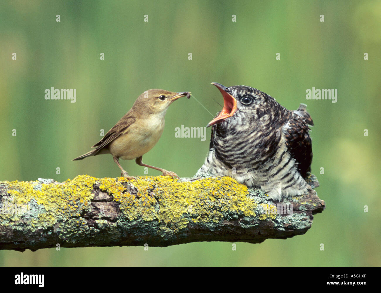 reed warbler (Acrocephalus scirpaceus), feeding young cuckoo, Germany ...