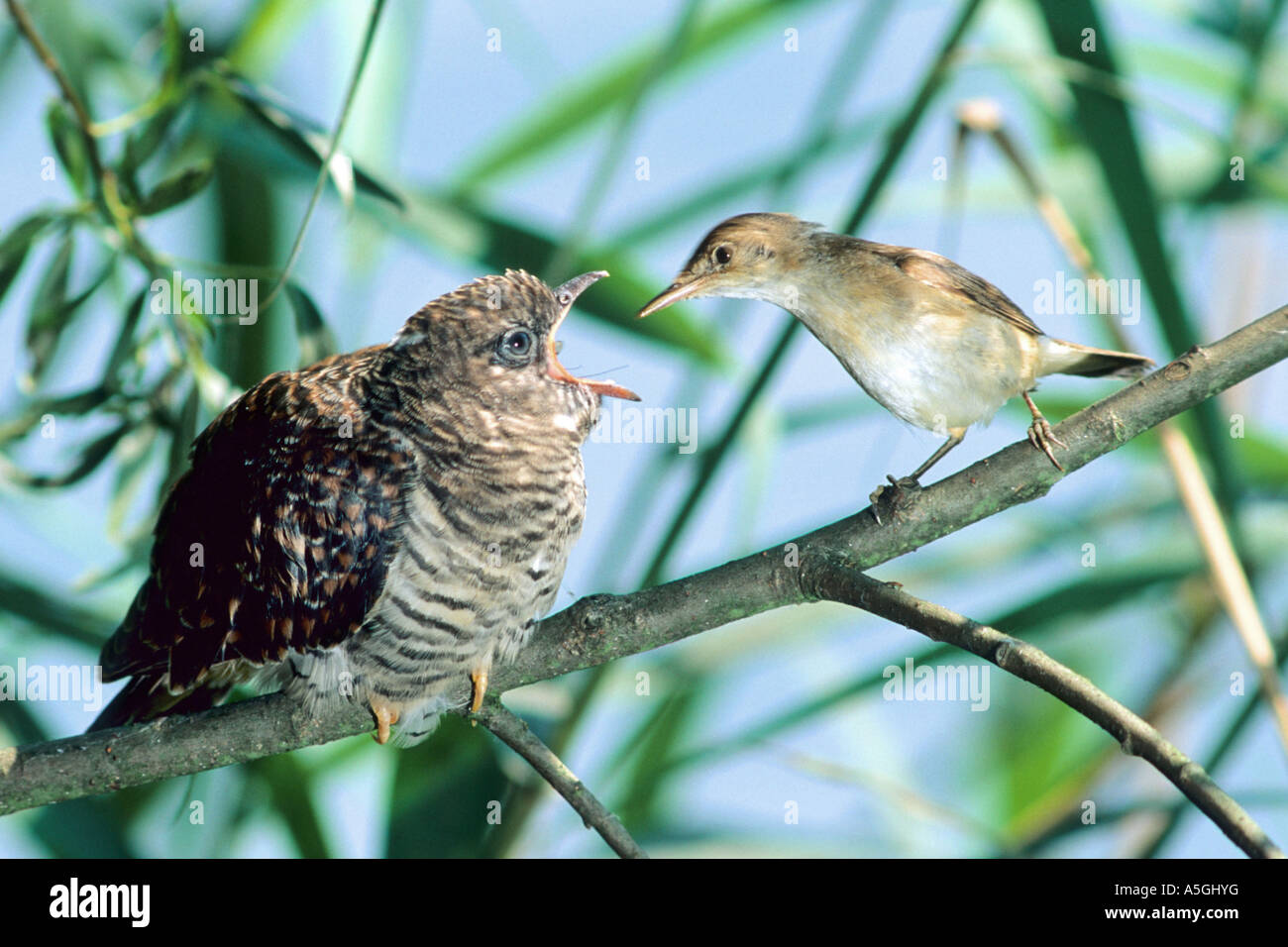 reed warbler (Acrocephalus scirpaceus), feeding young cuckoo, Germany ...