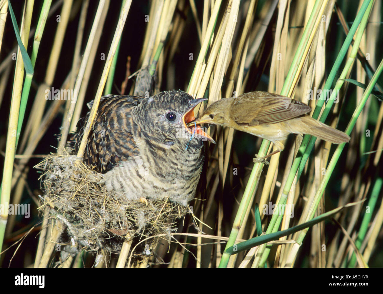 reed warbler (Acrocephalus scirpaceus), feeding young cuckoo, Germany ...