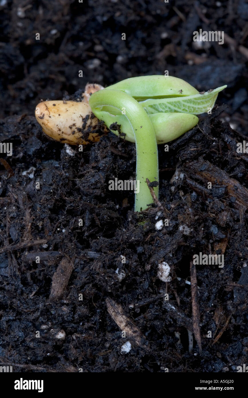 Germinating runner bean seed phaseolus hi-res stock photography and ...