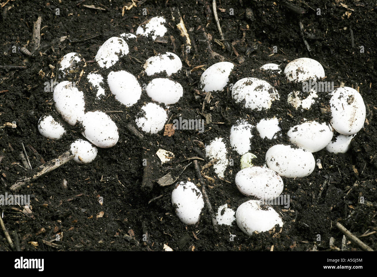 Grass snake eggs hi-res stock photography and images - Alamy