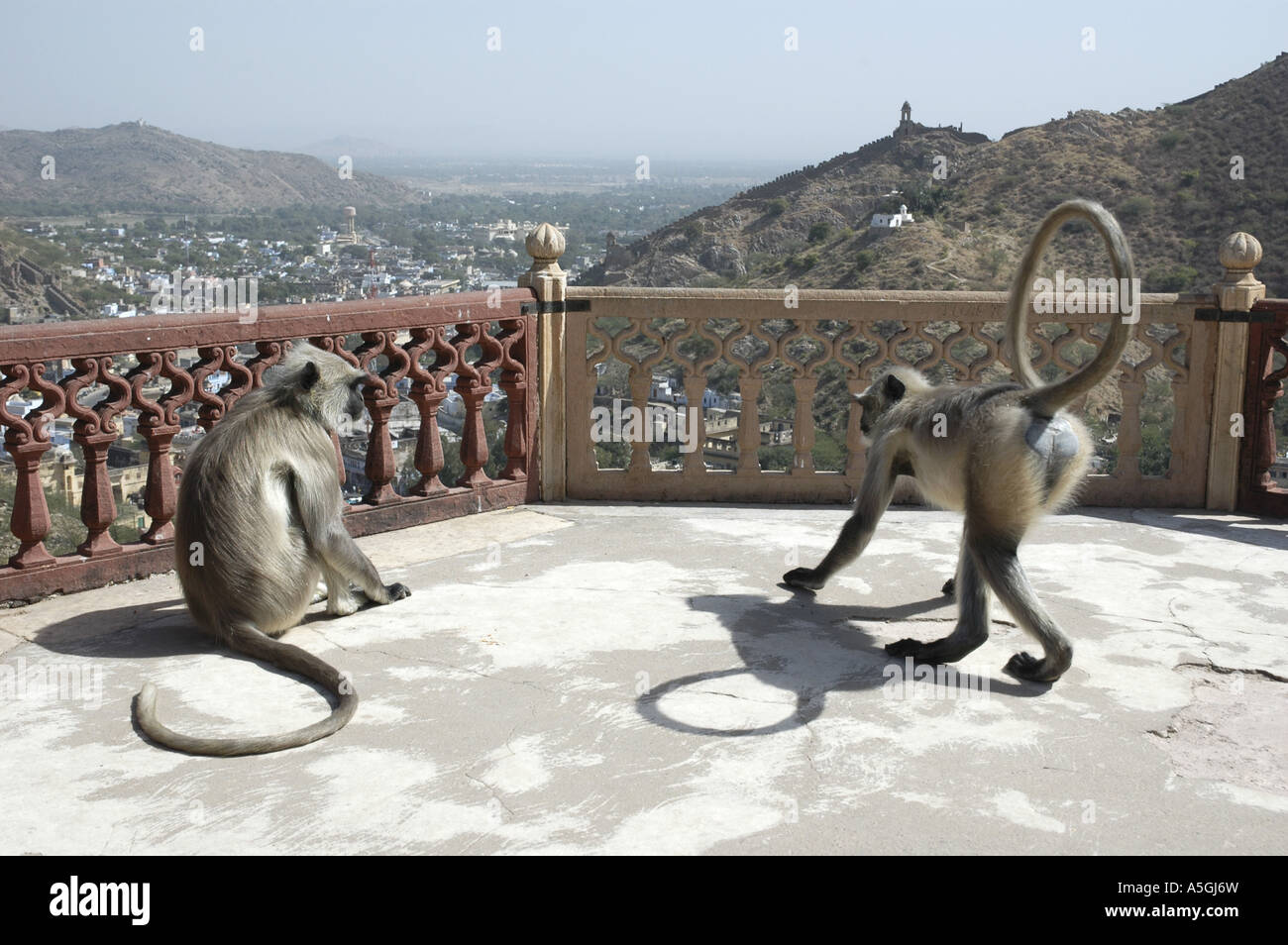 Monkeys at fort amber near jaipur hi-res stock photography and images ...